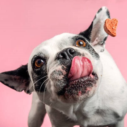 Dog Treats – Le Pup Pet Supplies and Grooming