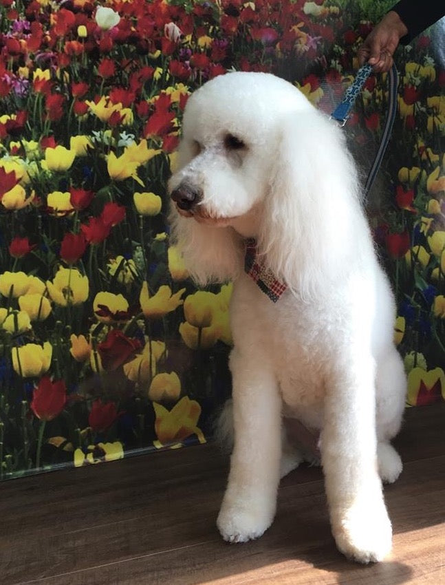 Grooming Services – Le Pup Pet Supplies and Grooming