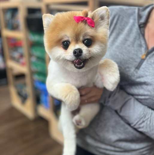 Grooming Services – Le Pup Pet Supplies and Grooming