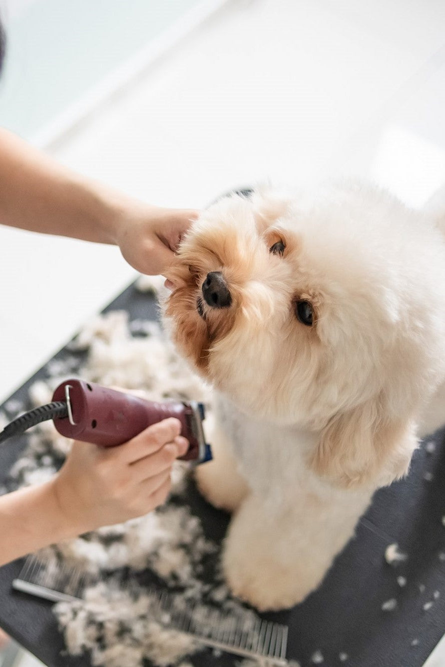 Le Pup Pet Supplies and Grooming