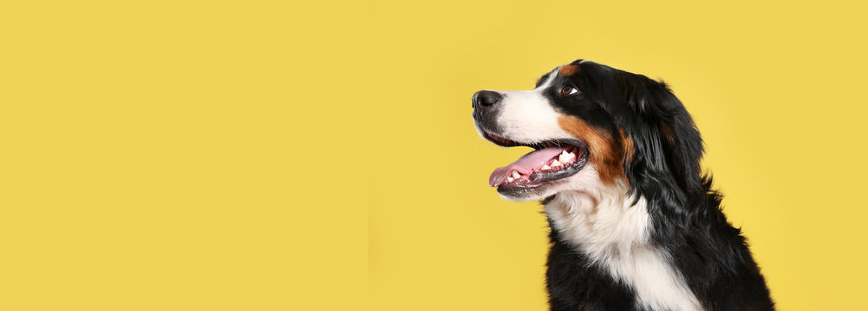 About us – Le Pup Pet Supplies and Grooming